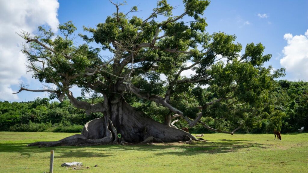 Ceiba Tree: The Heart of Maya Culture and Ecology