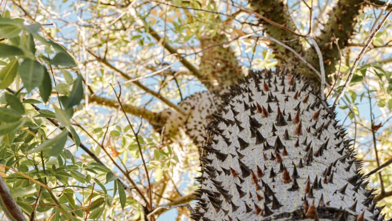 Ceiba Tree: The Heart of Maya Culture and Ecology
