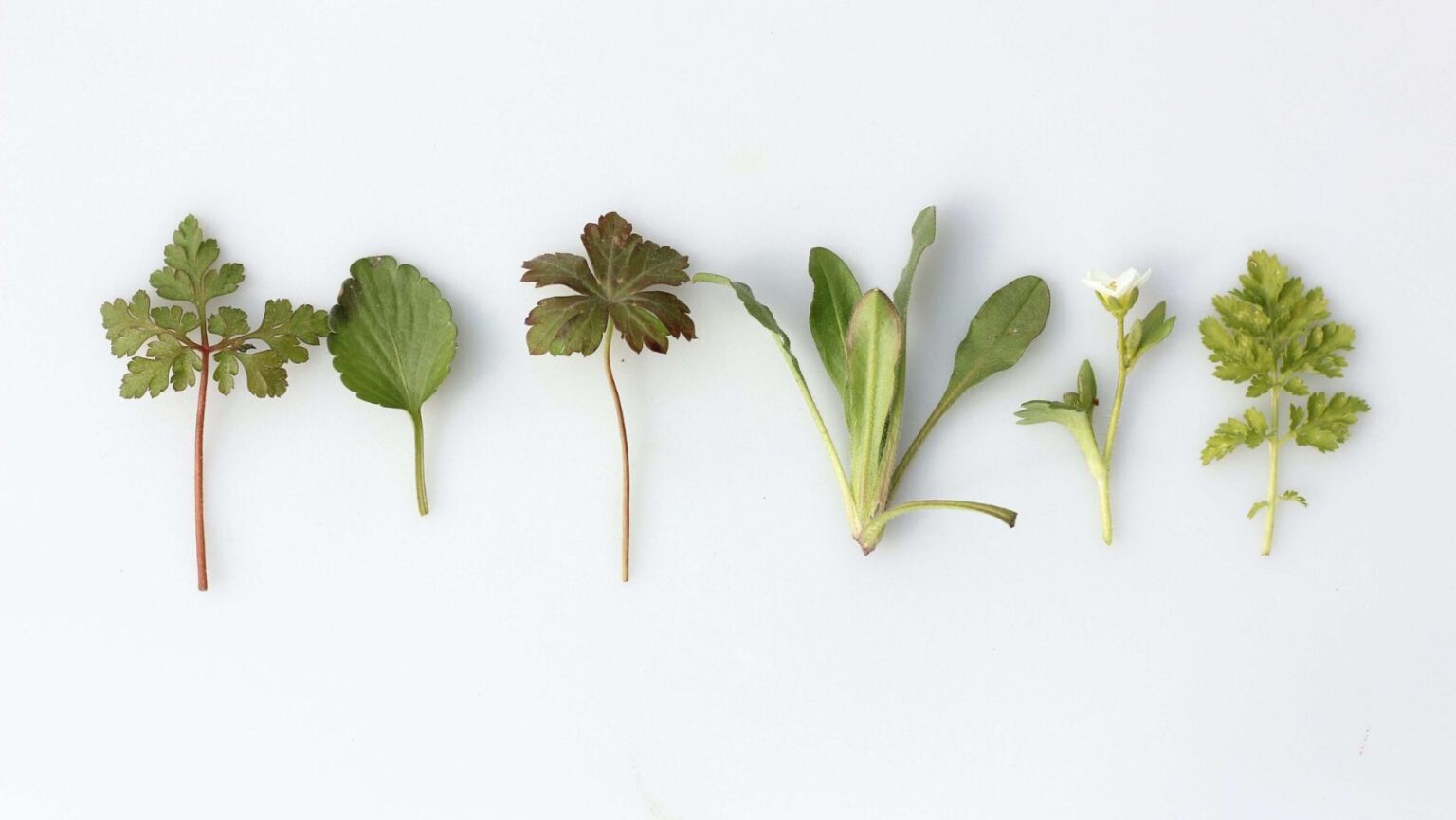 Mayan Medicine and Healing: An Ancient Practices