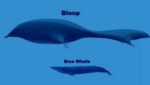 The Bloop Sound: An Unidentified Deep-Sea Noise